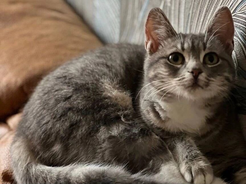 Кошка