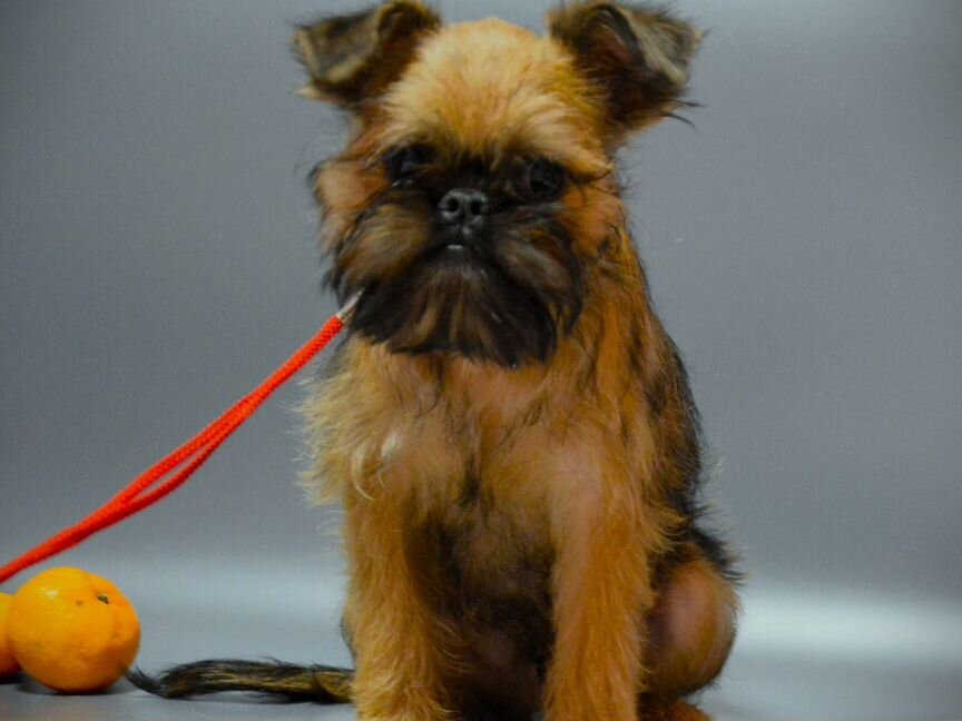 Инжир брюссельский гриффон