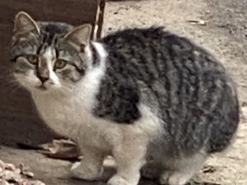 Отдаю даром котенок манчкин