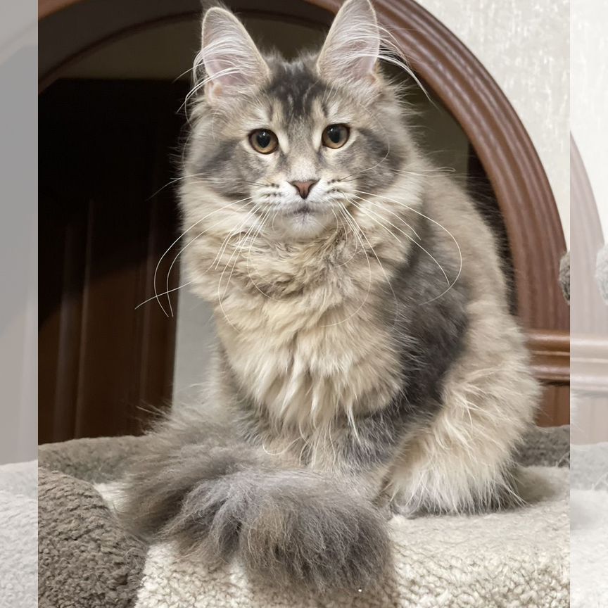 Мейн-кун котенок замечательная девочка