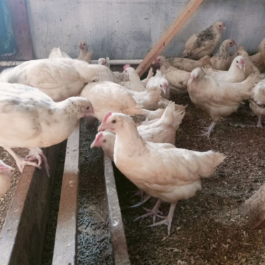 Петушки на доращивания