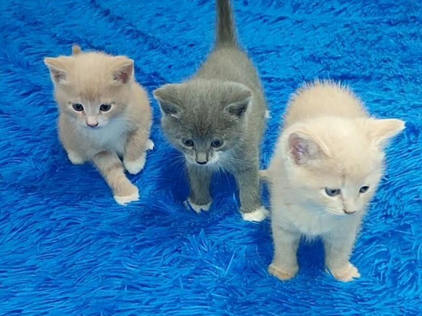 Котята