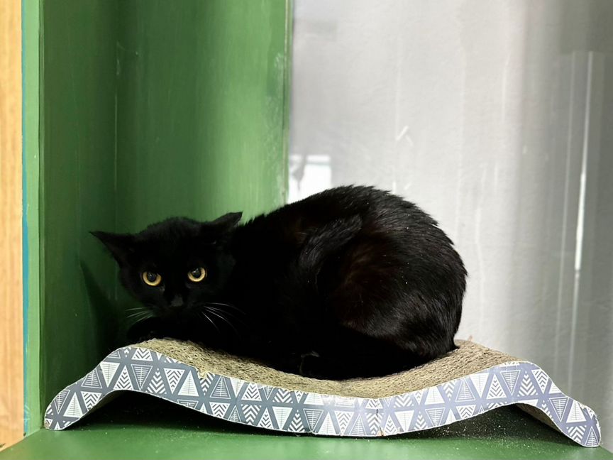 Кошка котенок кот