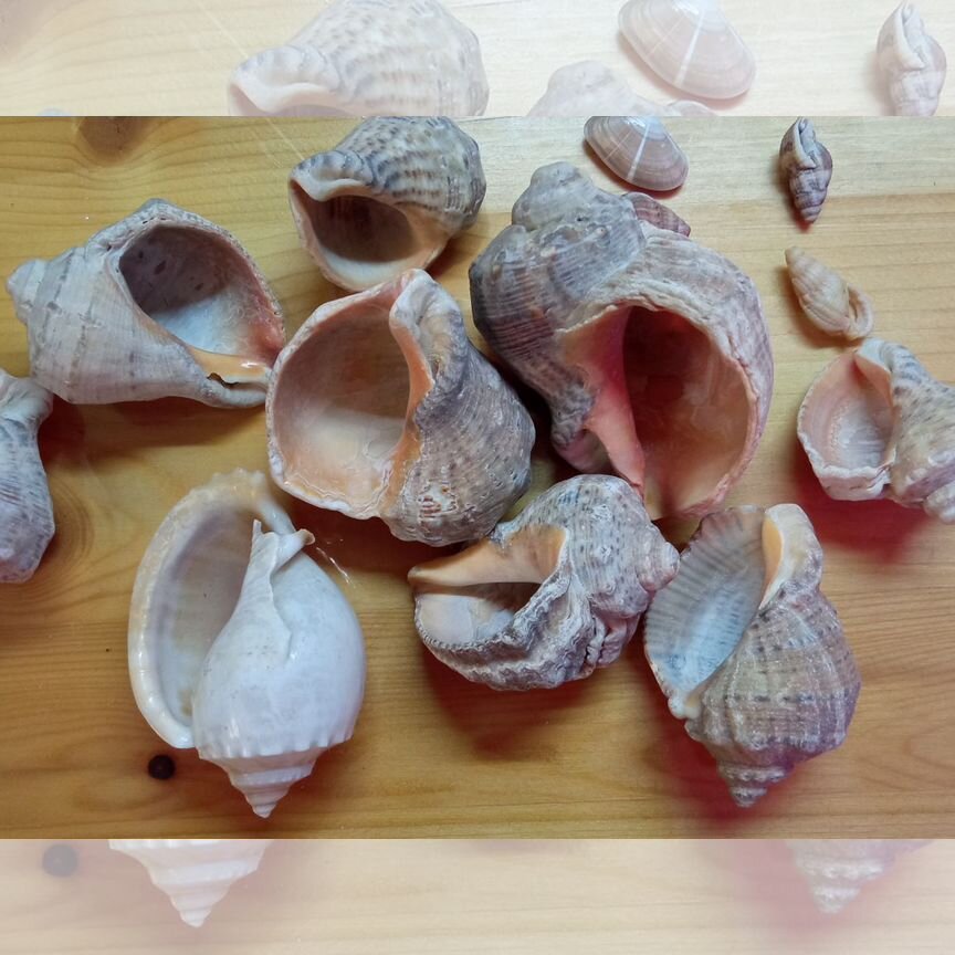 Морские ракушки раковины