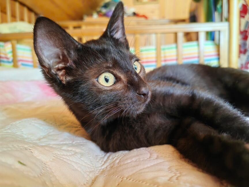 Очаровательный котенок мальчик