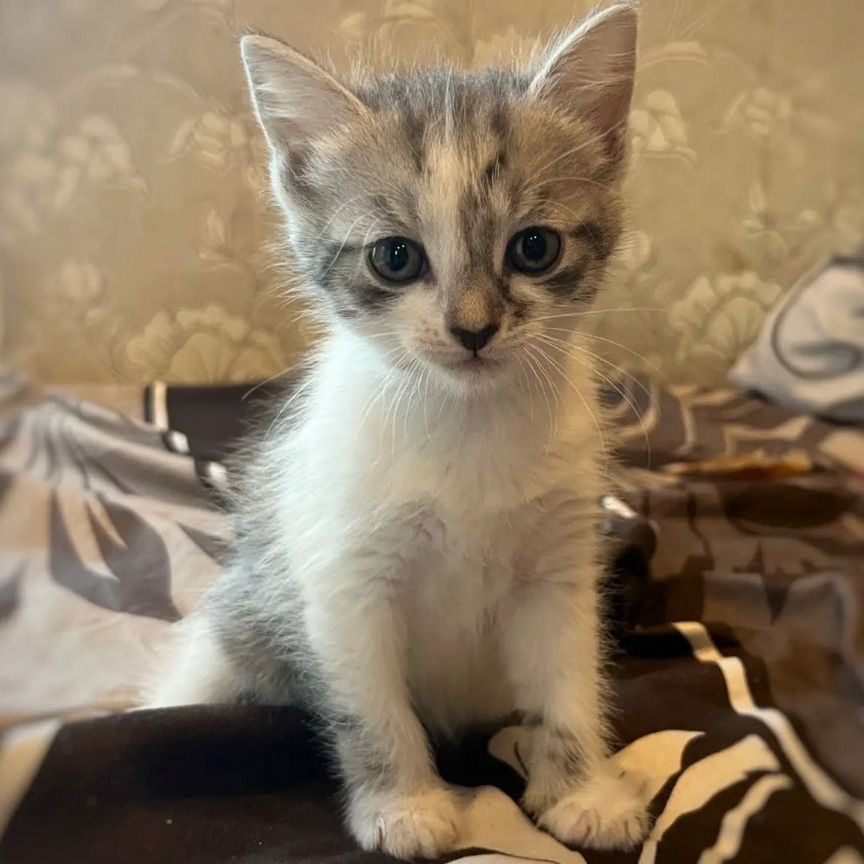 Сибирский котёнок