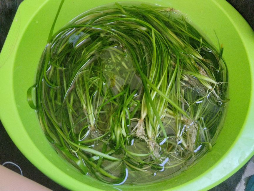 Аквариумные растения водоросли