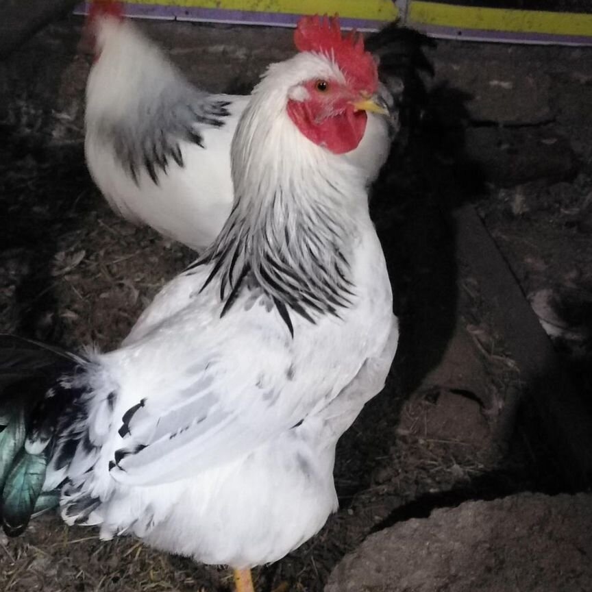 Продам петуха порода Адлер Серебристый