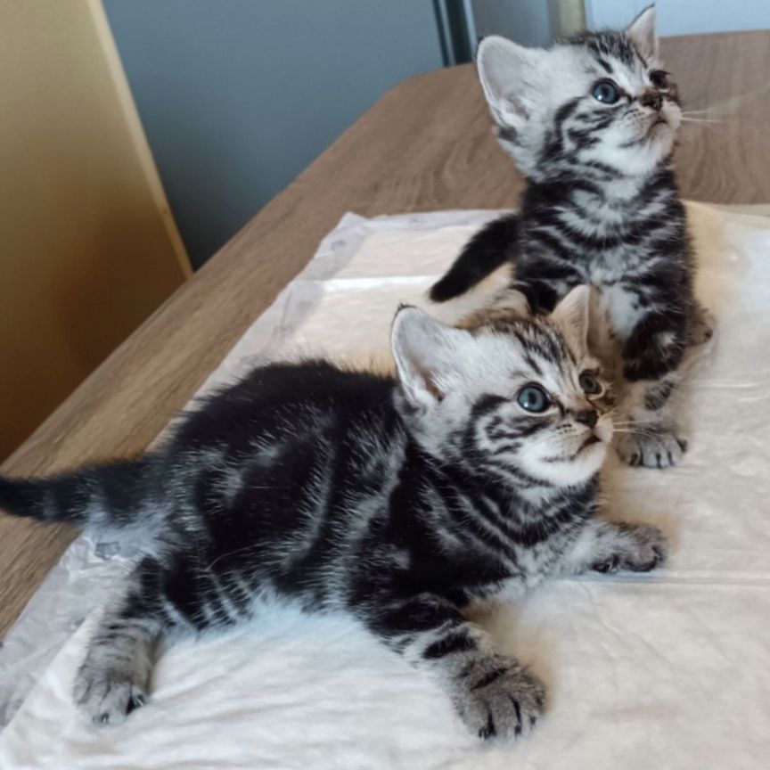 Британский короткошёрстный котёнок