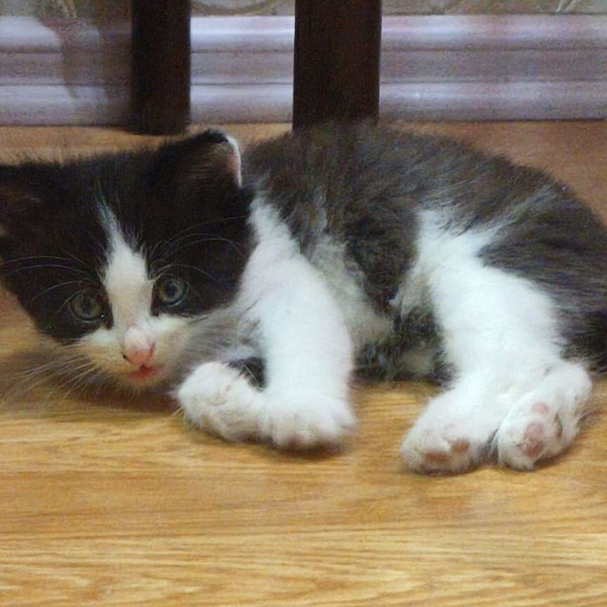 Котёнок