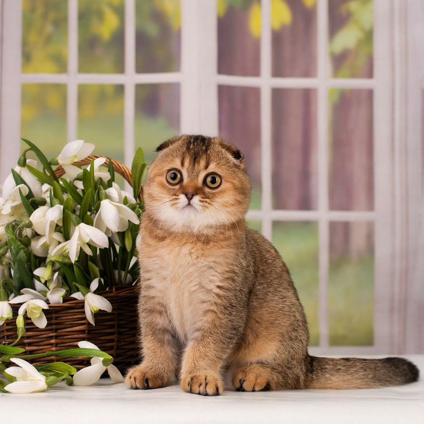 Вислоухий золотой котенок скоттиш фолд