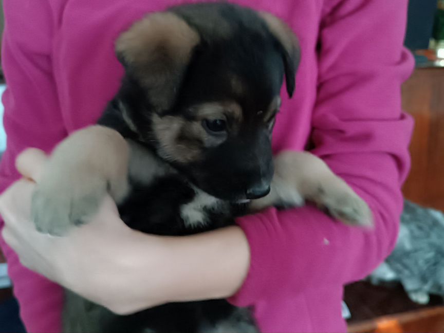 Собаки щенки помесные умные среднего размера