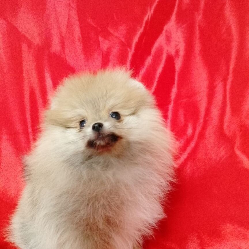 Померанский шпиц