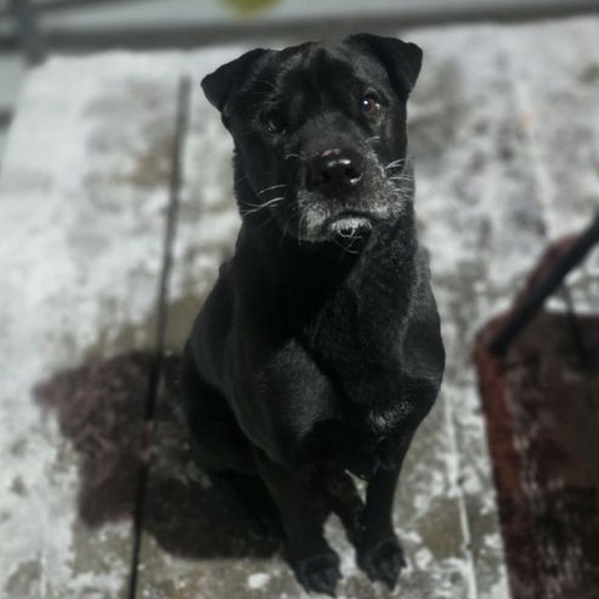 Шарпей, взрослый пёс