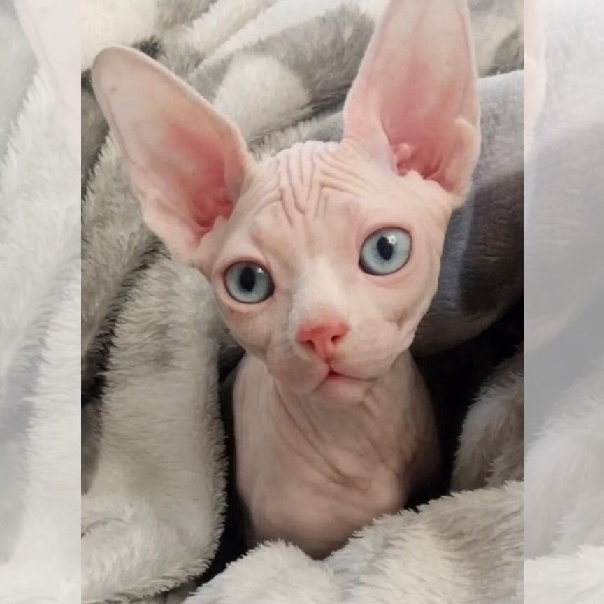 Канадский сфинкс котёнок