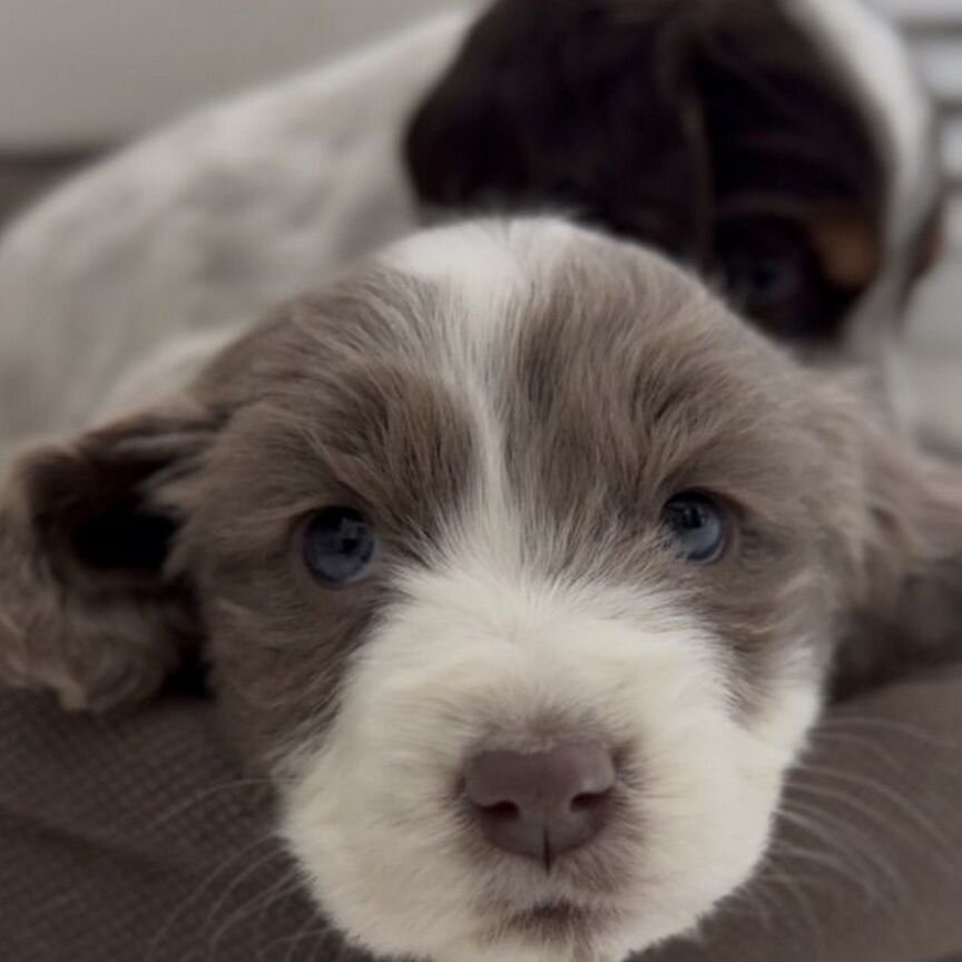 Английский кокер-спаниель, щенок