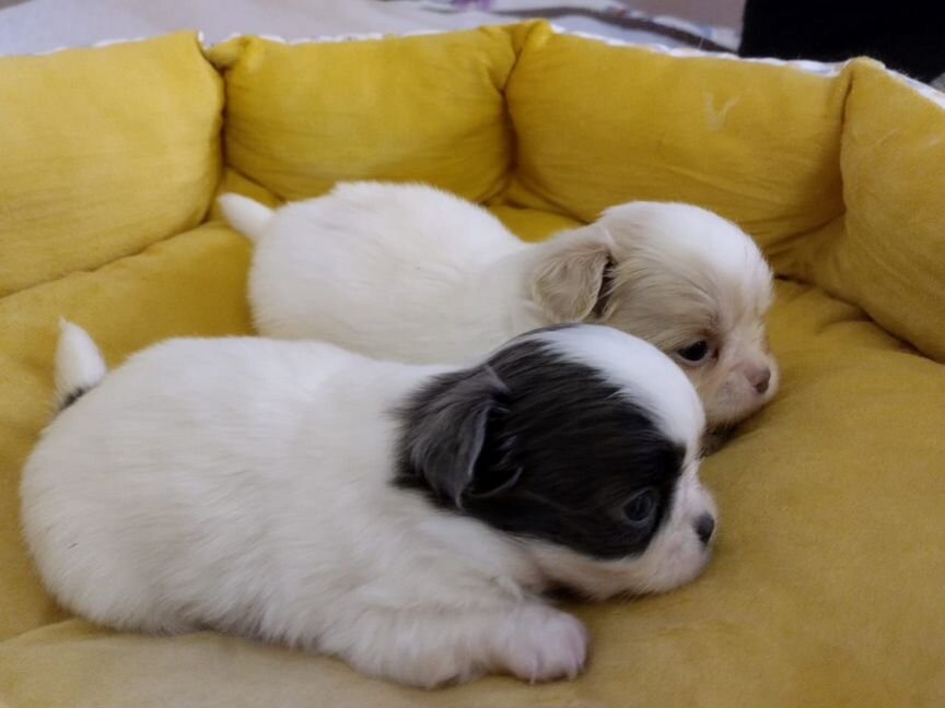 Щенки чихуахуа длинношерстные