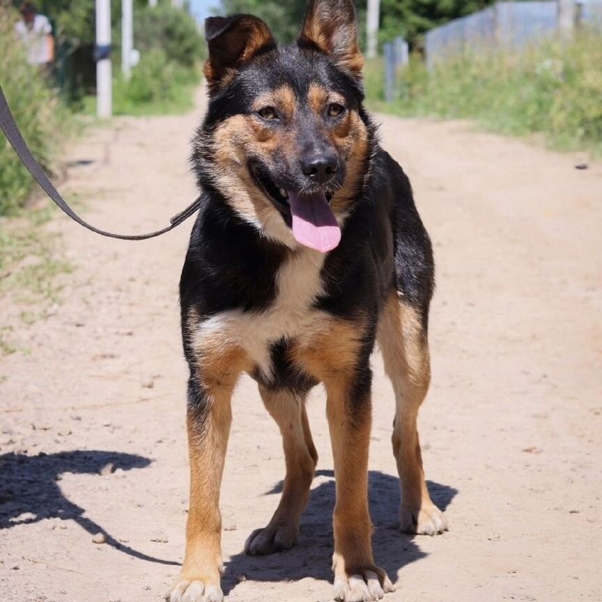 Взрослая собака в добрые руки