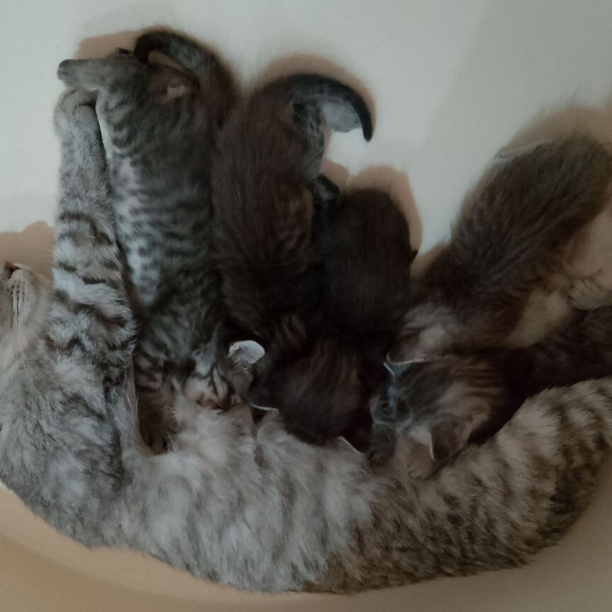 Котята в добрые руки бесплатно