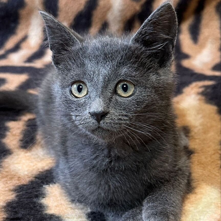 Голубой котенкок, 2 мес