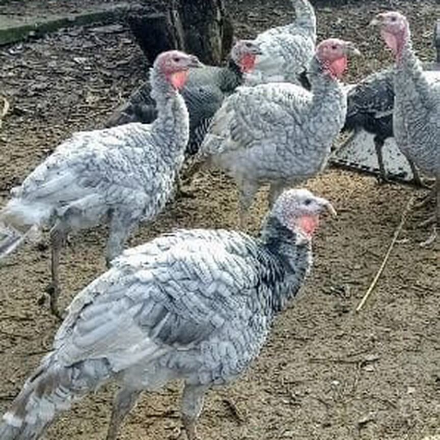 Индюшки молодые,на племя
