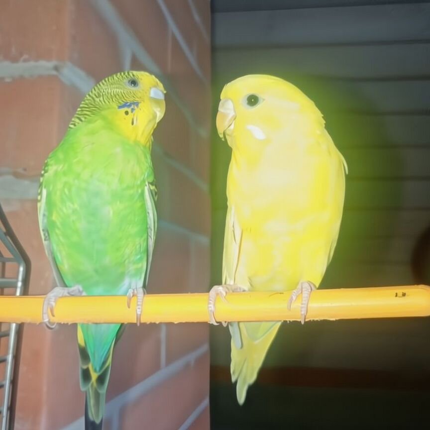 Продам жёлтого попугая самец красивый