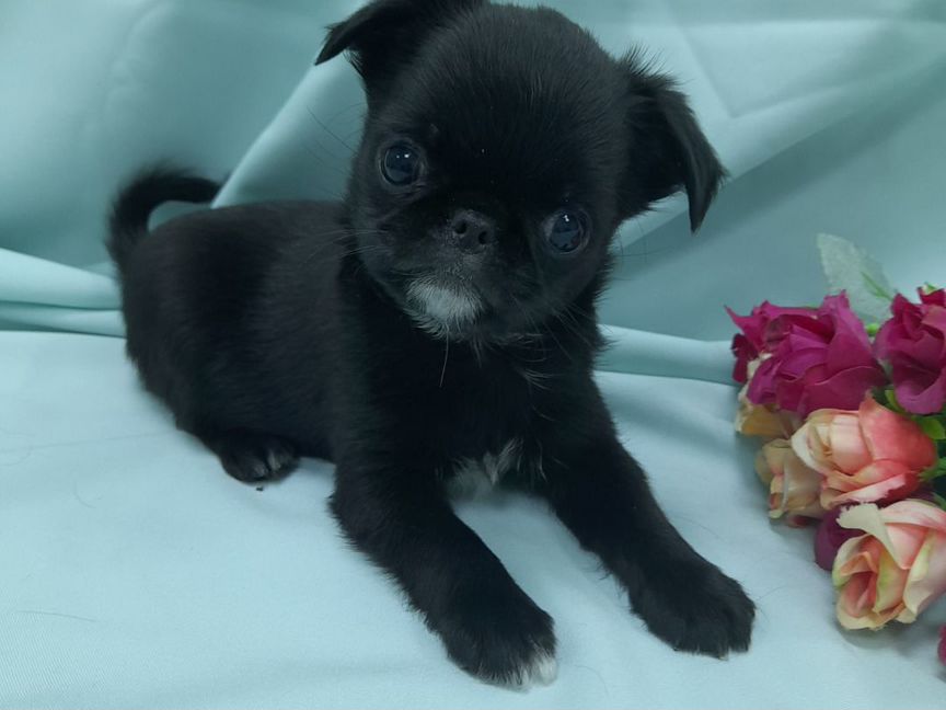 Пти брабансон