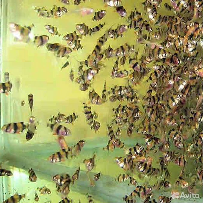 Барбус суматранский и растения