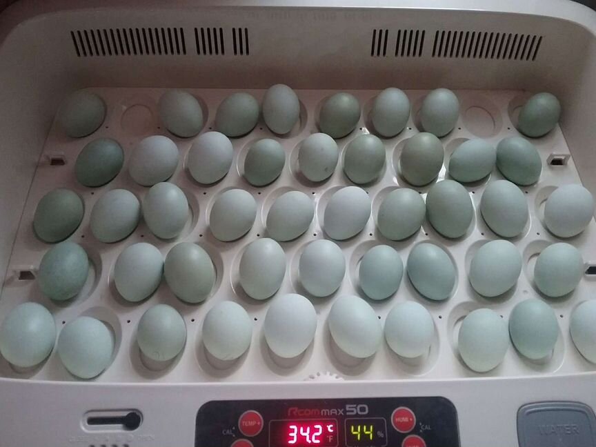 Амераукана