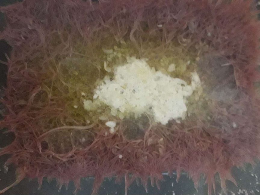 Трубочник изя. Живой корм для рыб