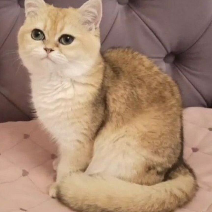 Кошка золотая шиншилла