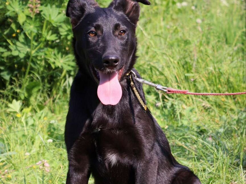 Шелли, девочка 8 месяцев ищет дом