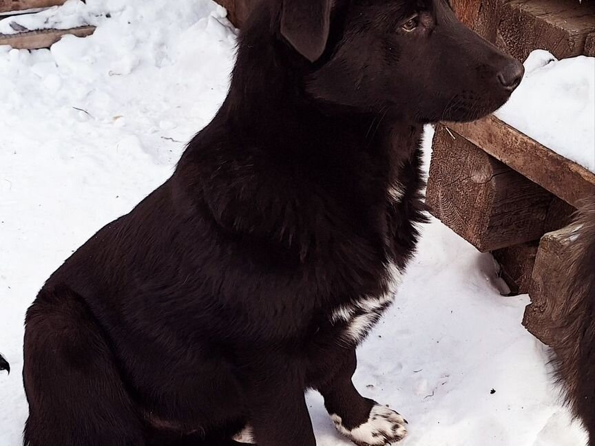 Щенок 4.5 м. ищет семью