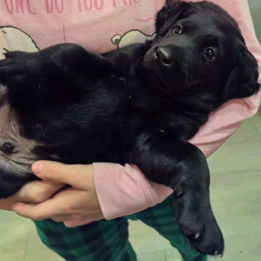 Лабрадор-ретривер, щенок