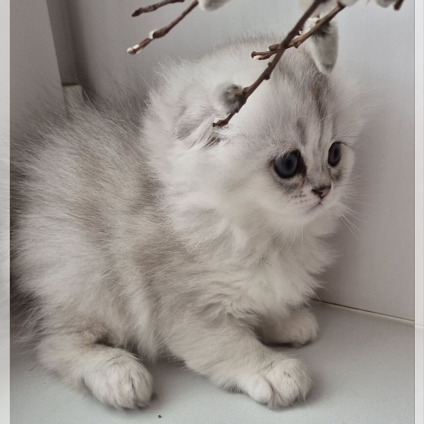 Шотландский вислоухий длинношёрстный котёнок