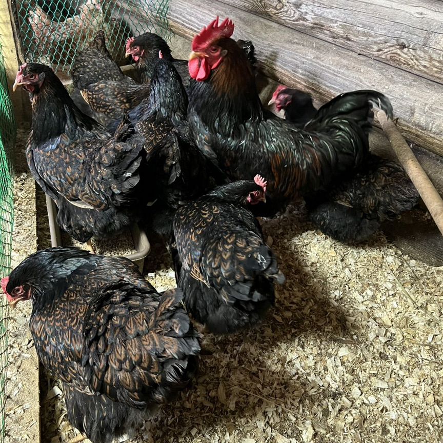 Куры барневельдер, фавероль, лакенфельдер