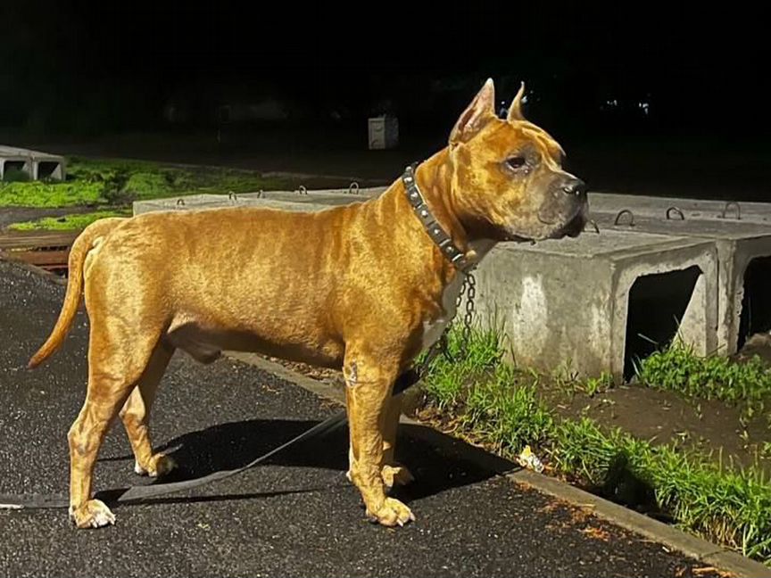 Американский стаффордширский терьер - вязка