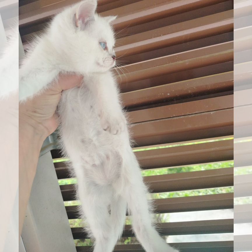Шотландский прямоухий короткошёрстный котёнок