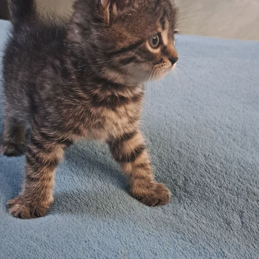 Подарю котенка