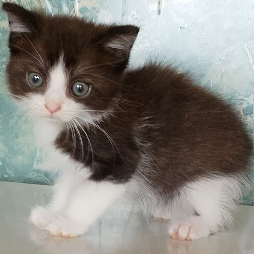 Европейский короткошёрстный котёнок