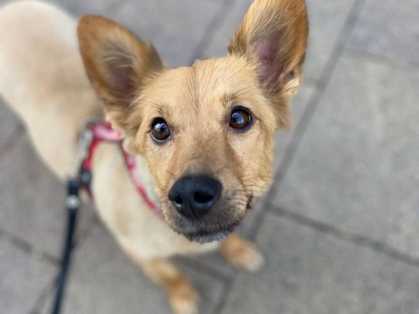 Мелкая собачка лисичка Лисия в дар