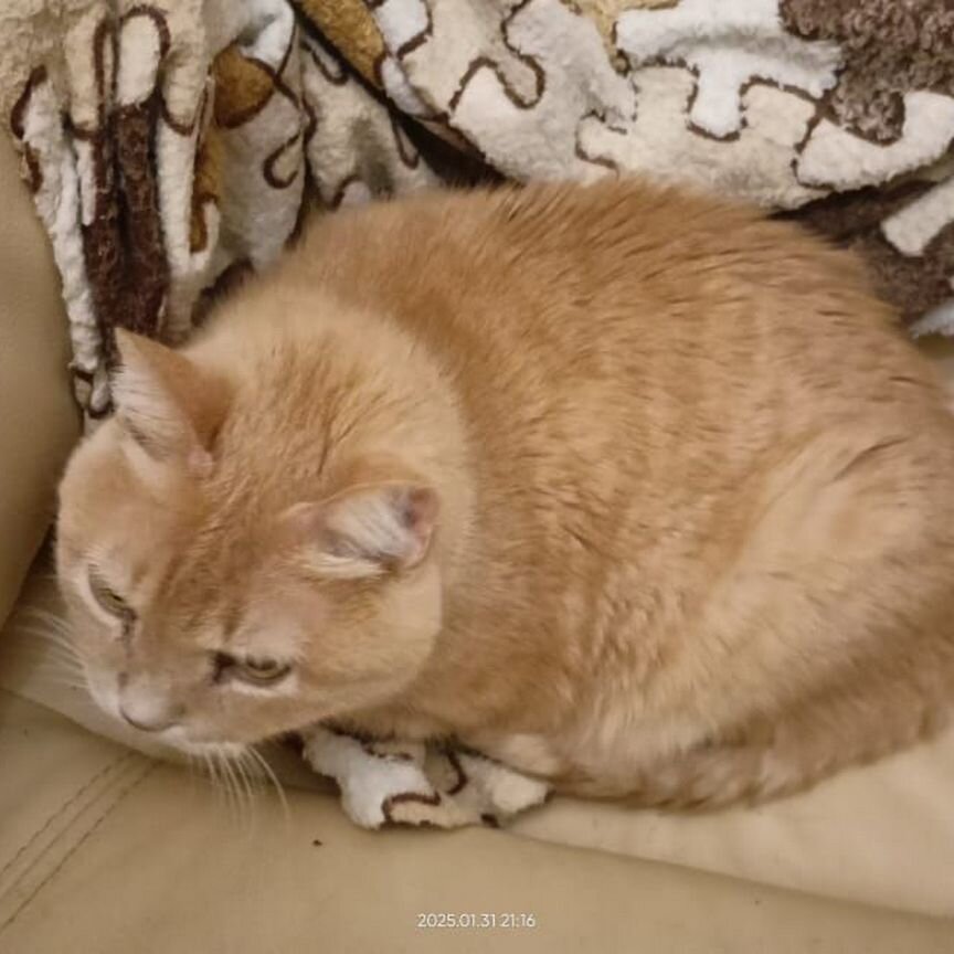 Котик породистый остался без хозяйки и ищет семью