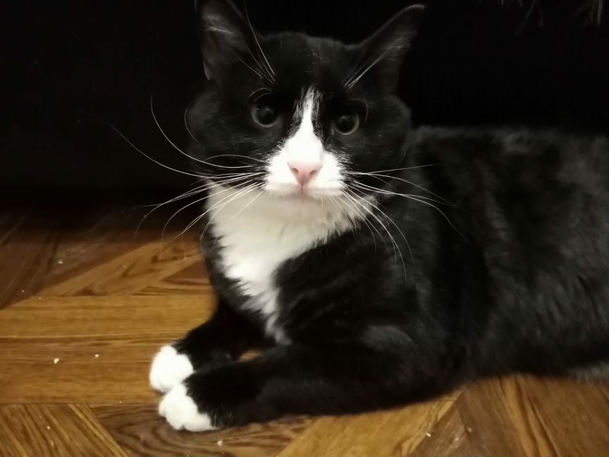 Шикарный котик Василий