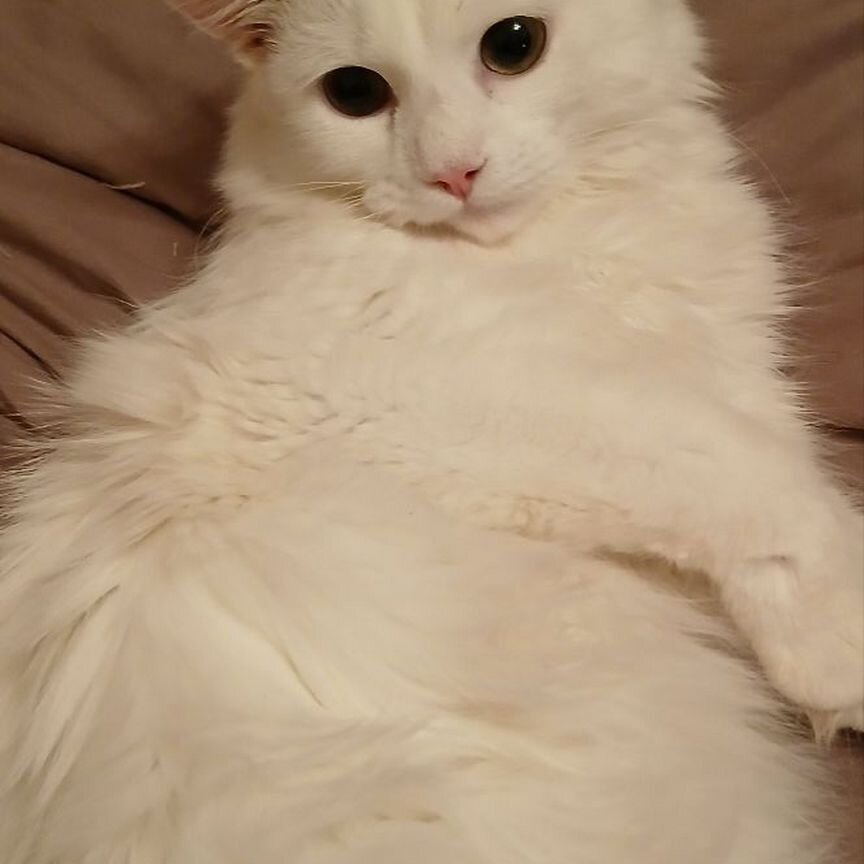 Кот в добрые руки