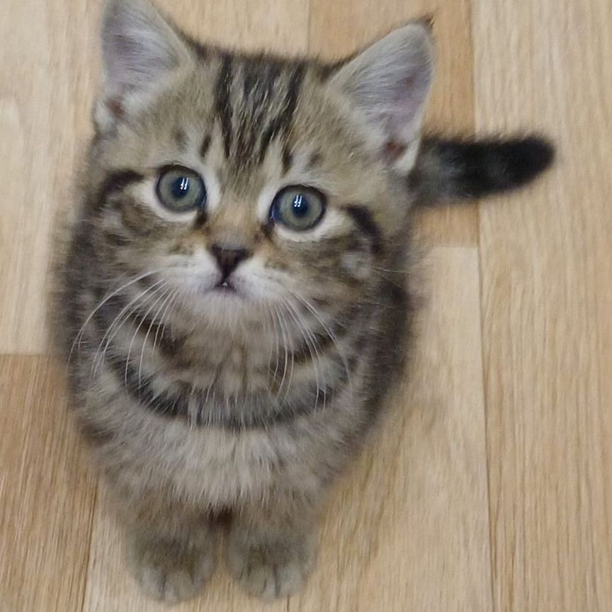 Шотландский прямоухий короткошёрстный котёнок