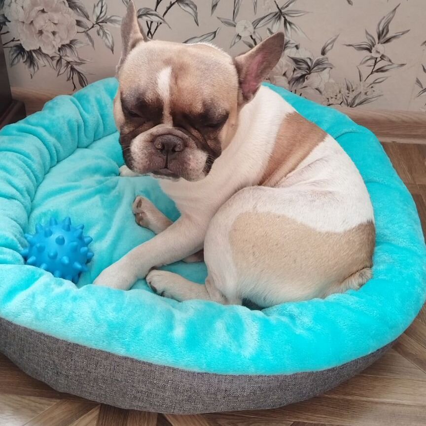 Вязка с французским бульдогом