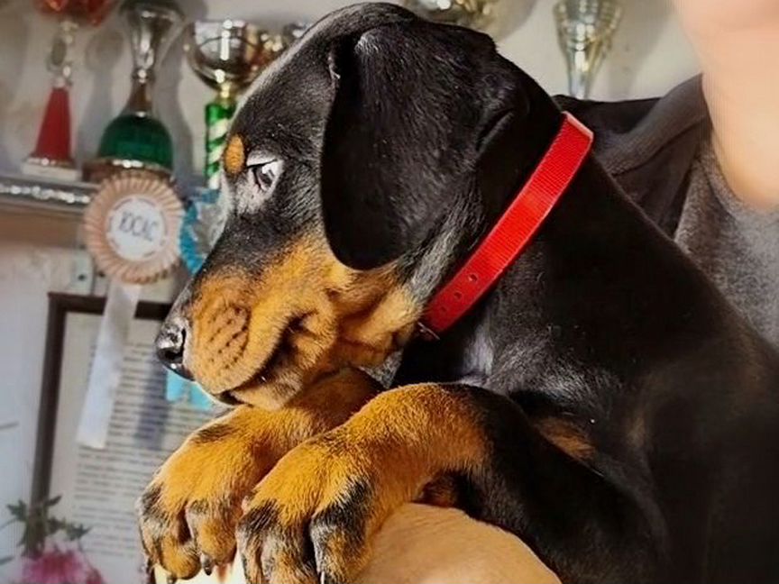 Доберман, 2,5 мес. Мощь и грация