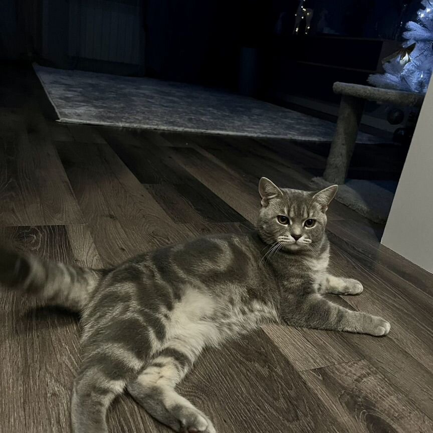 Британский кот на вязку