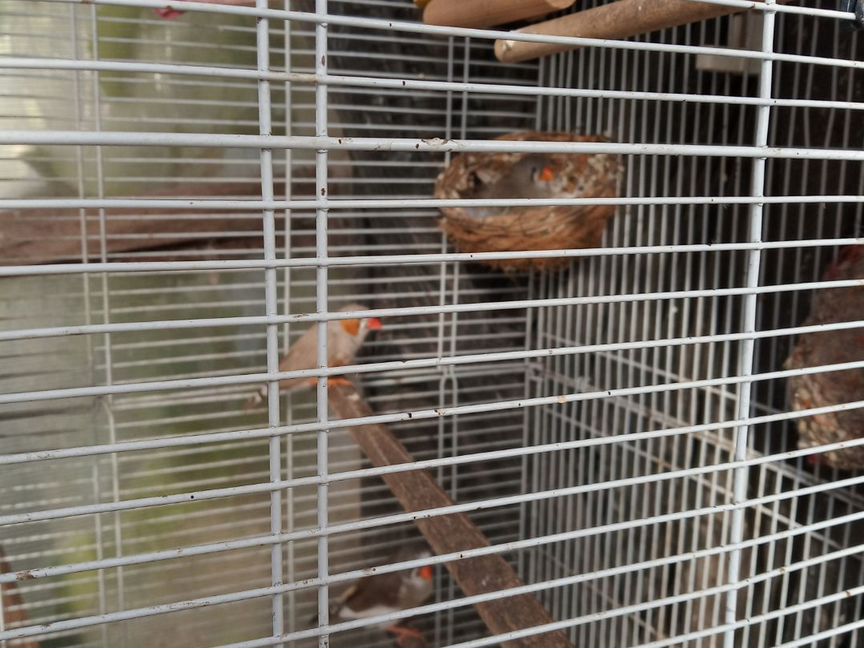 Волнистый попугай,канарейки, амадины зебровые