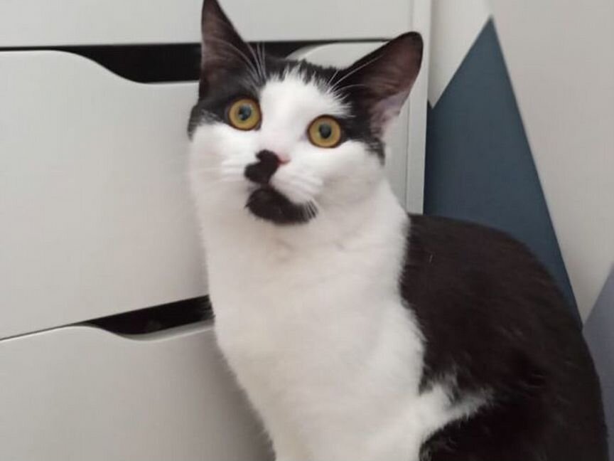 Котенок 6 мес. Девочка